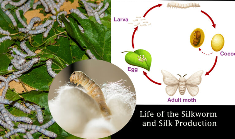 Journey Of Silk Fabric: From Silkworm To Luxurious Fabric